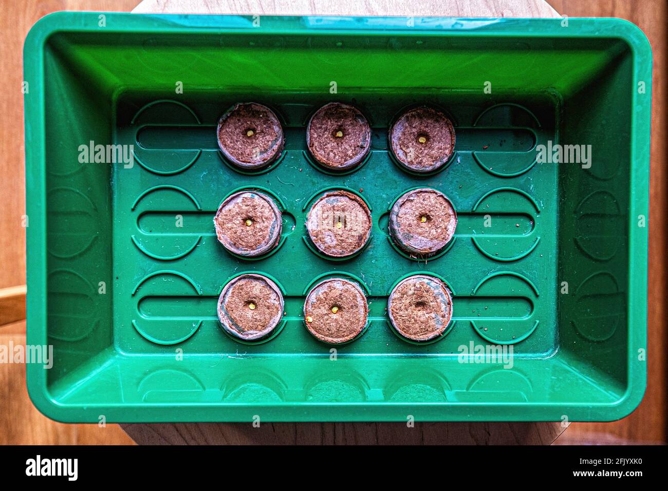 Seeds in Peat pellets.Growing chilli plants indoors using peat pellets ...
