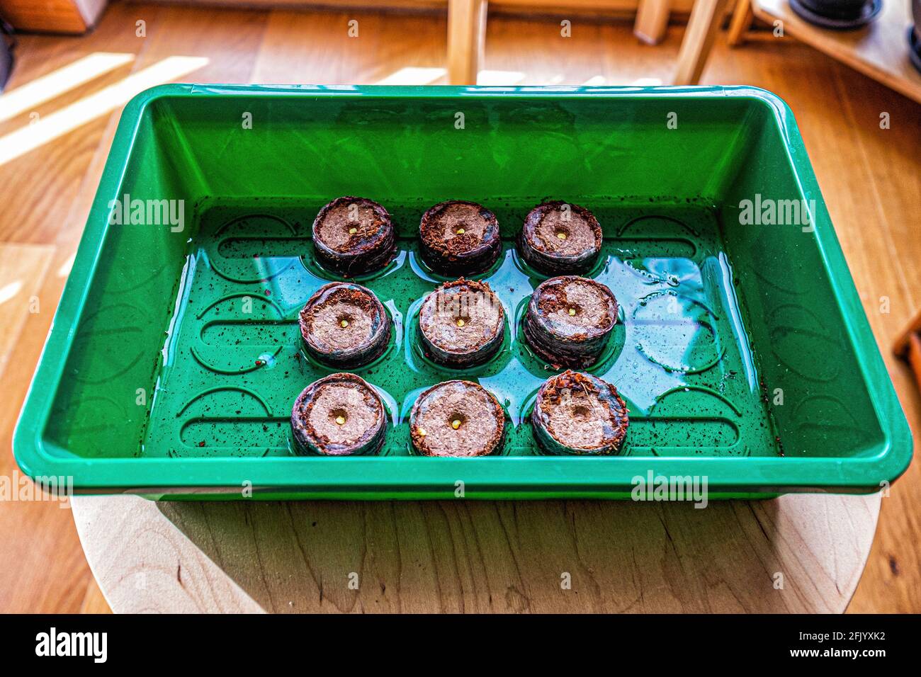 Expanding seeds hi-res stock photography and images - Alamy