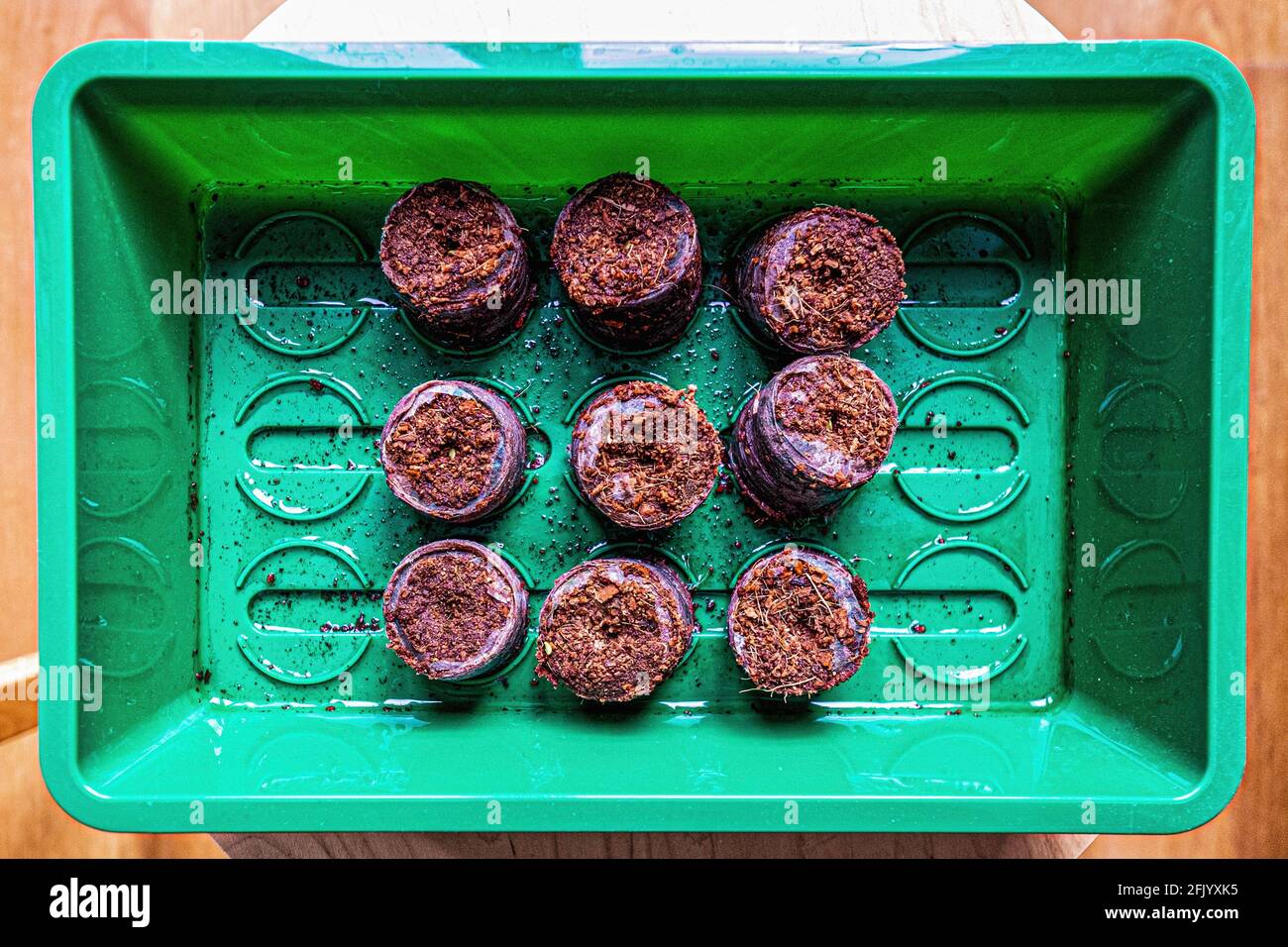 Growing chilli plants indoors using peat pellets. The seed pod expands ...