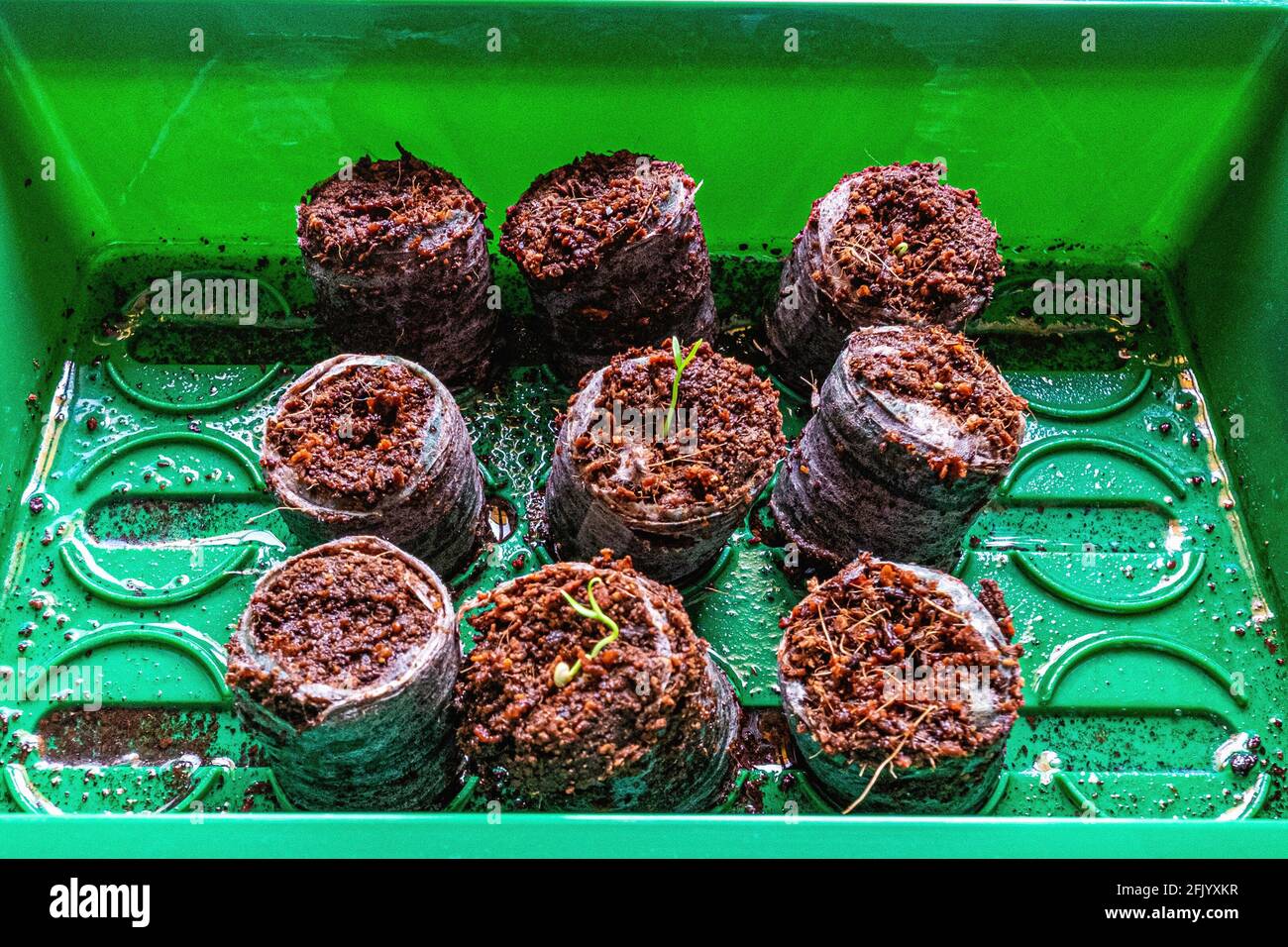 Germinating seeds. Growing chilli plants indoors using peat pellets ...