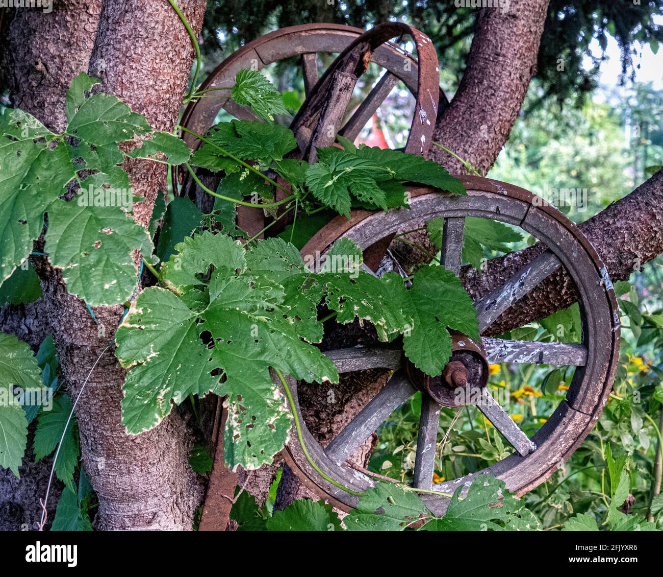 Rusty old wagon wheels in the branch of a tree. Garden Still life Stock ...