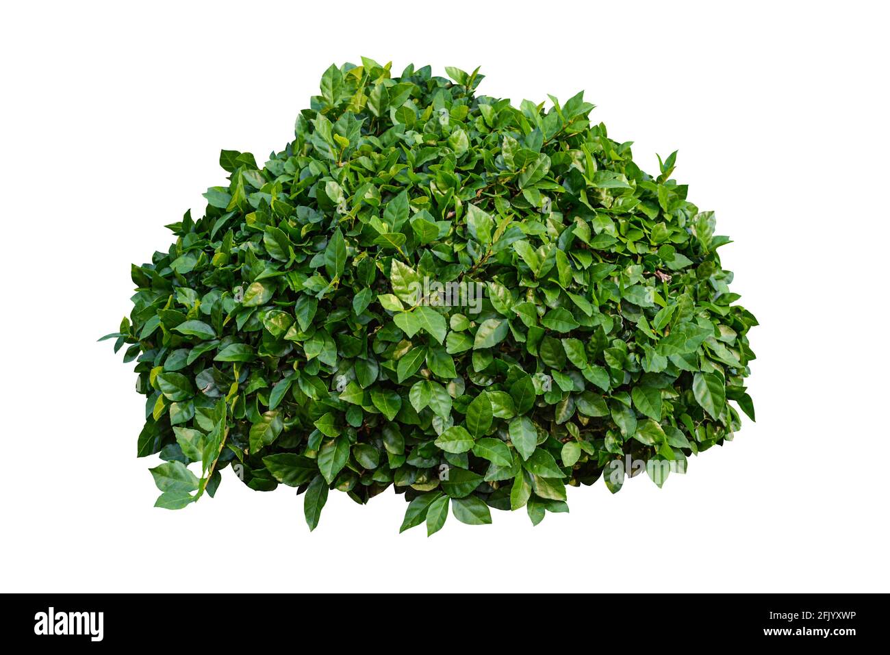 Green bush isolated on white background Stock Photo - Alamy