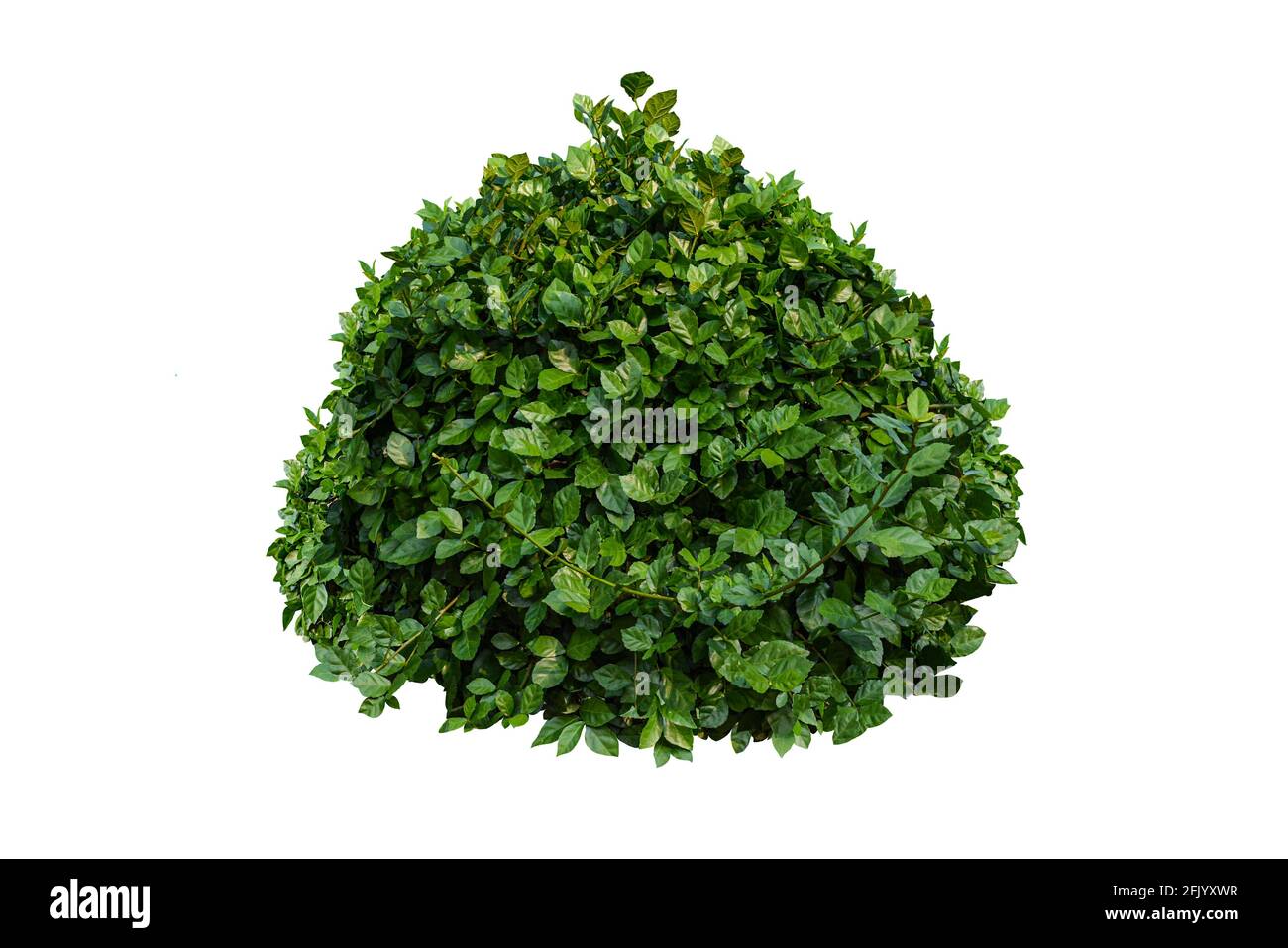Green bush isolated on white background Stock Photo - Alamy