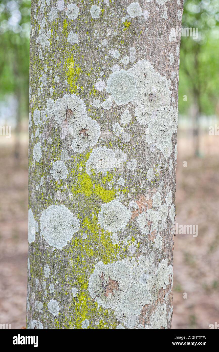 Rubber tree bark background hi-res stock photography and images - Alamy