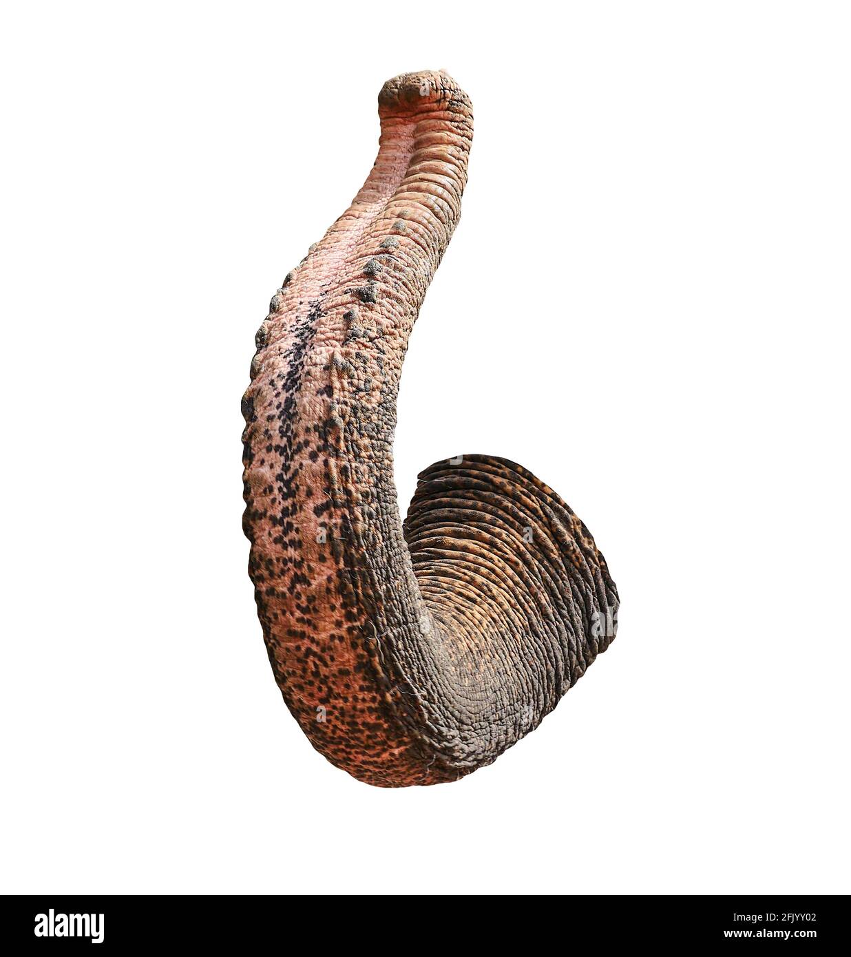 Elephants trunk isolated on white background Stock Photo - Alamy