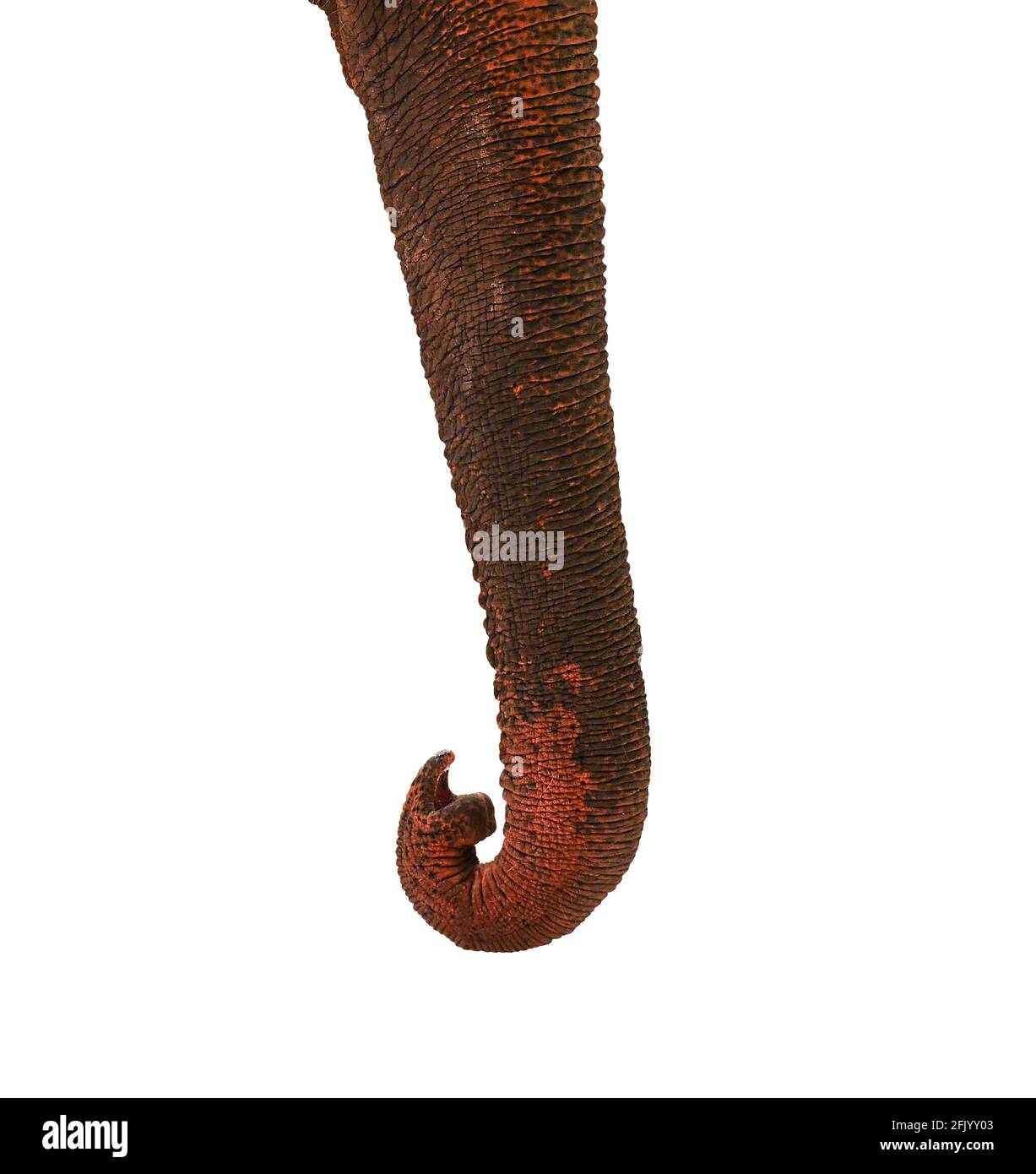 Elephants trunk isolated on white background Stock Photo - Alamy