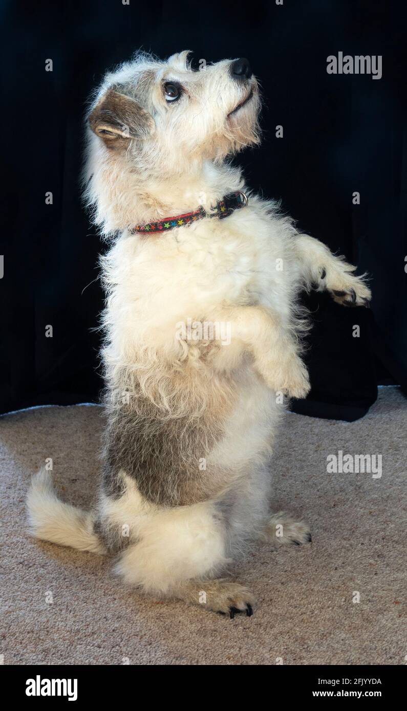 Animal begging hi-res stock photography and images - Alamy