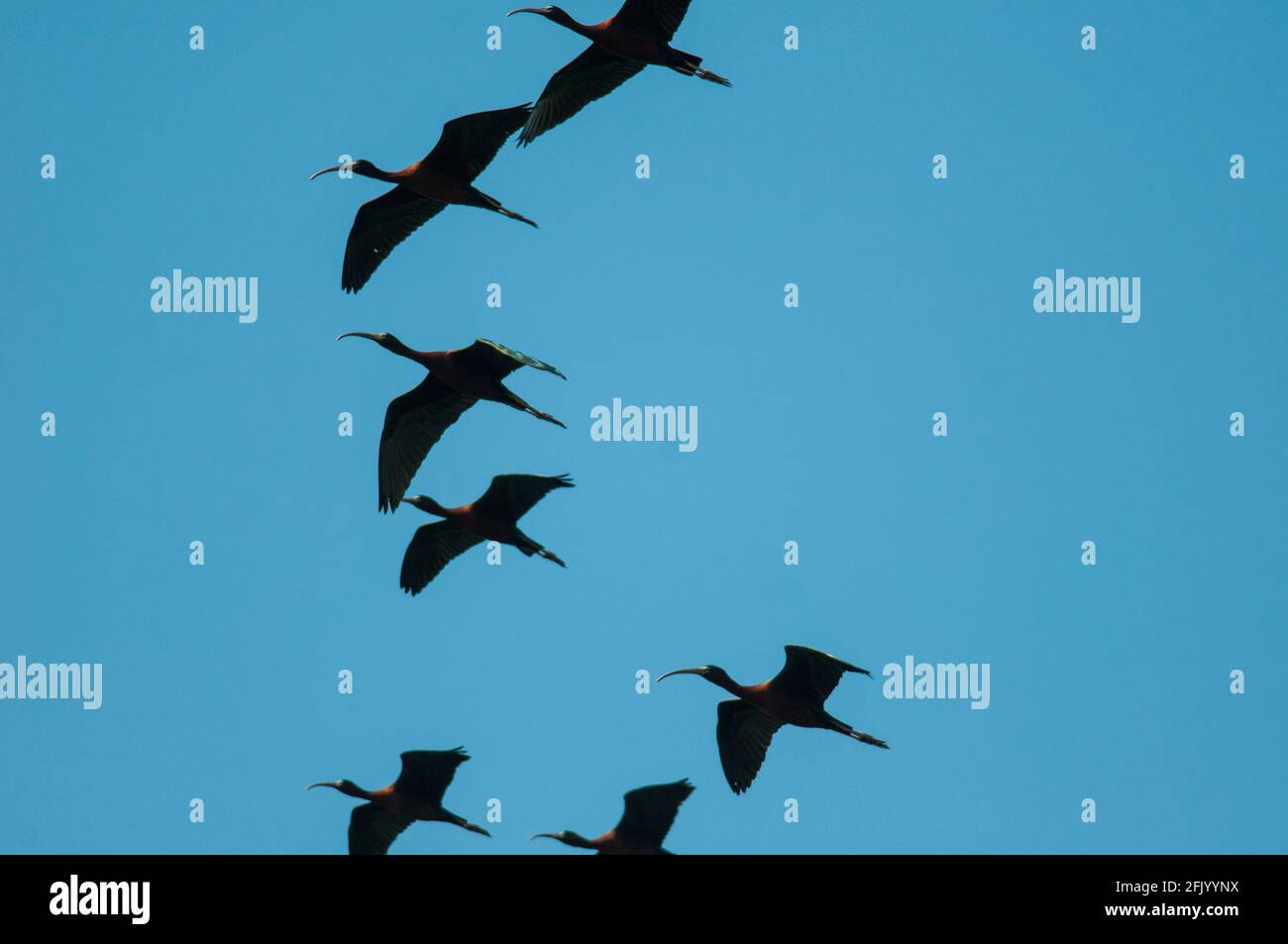 Flock of Glossy Ibis in flight Stock Photo - Alamy