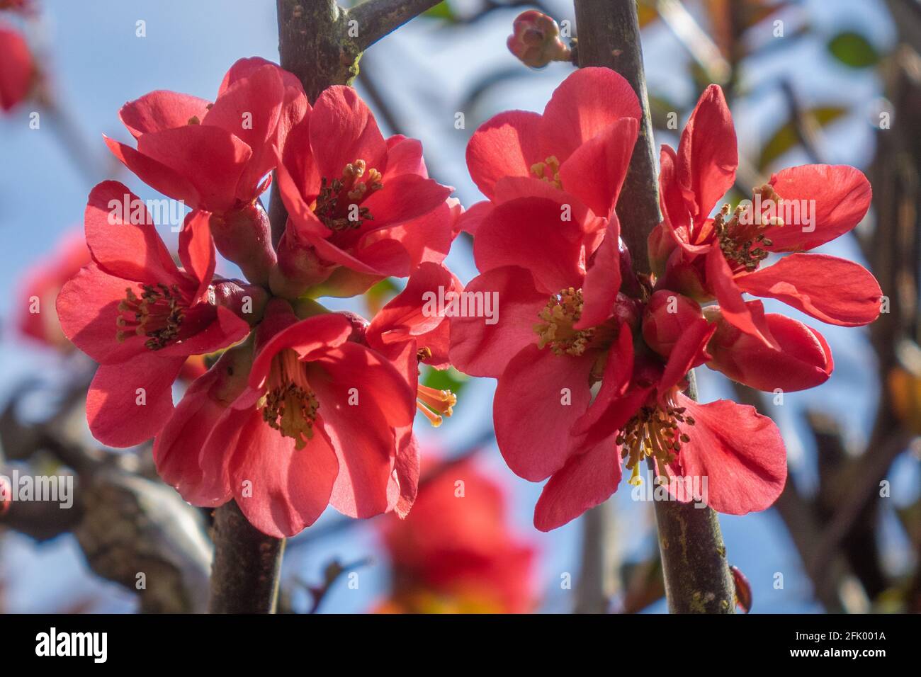 Red quince flower hi-res stock photography and images - Alamy
