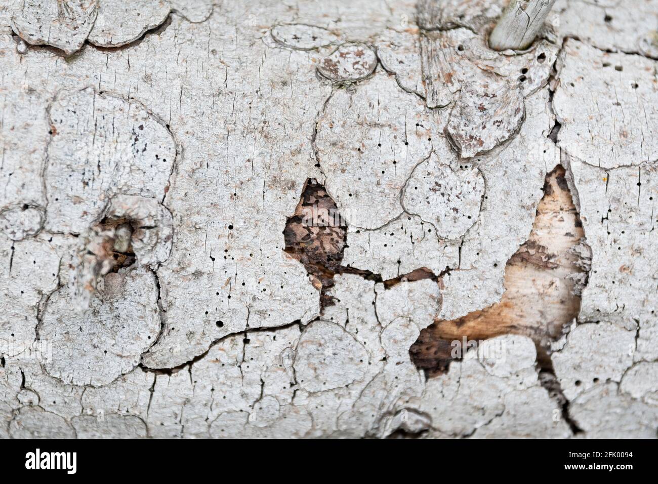 Wood texture - surface of a tree trunk as background Stock Photo - Alamy
