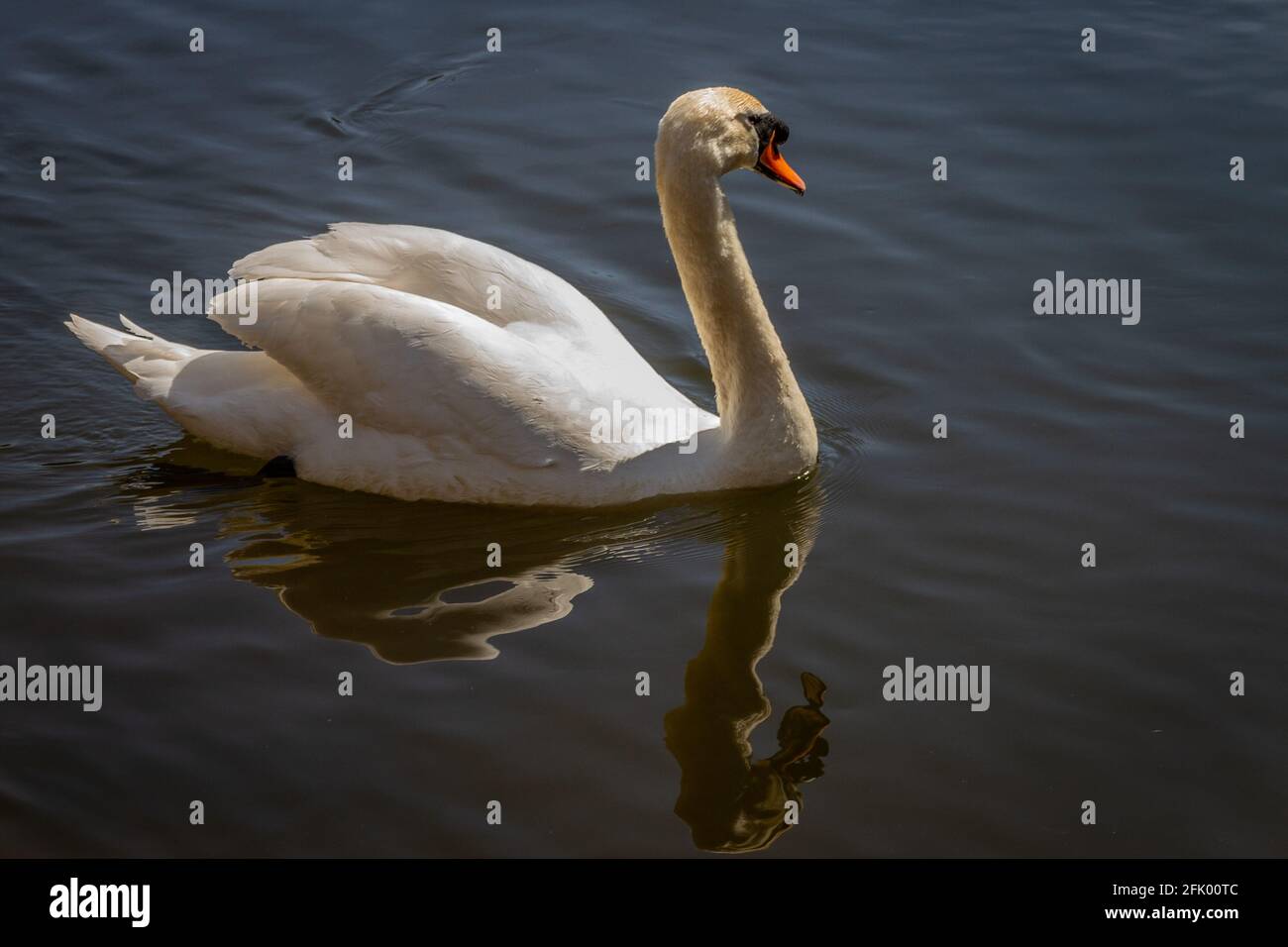 Swan on the river Severn Stock Photo - Alamy