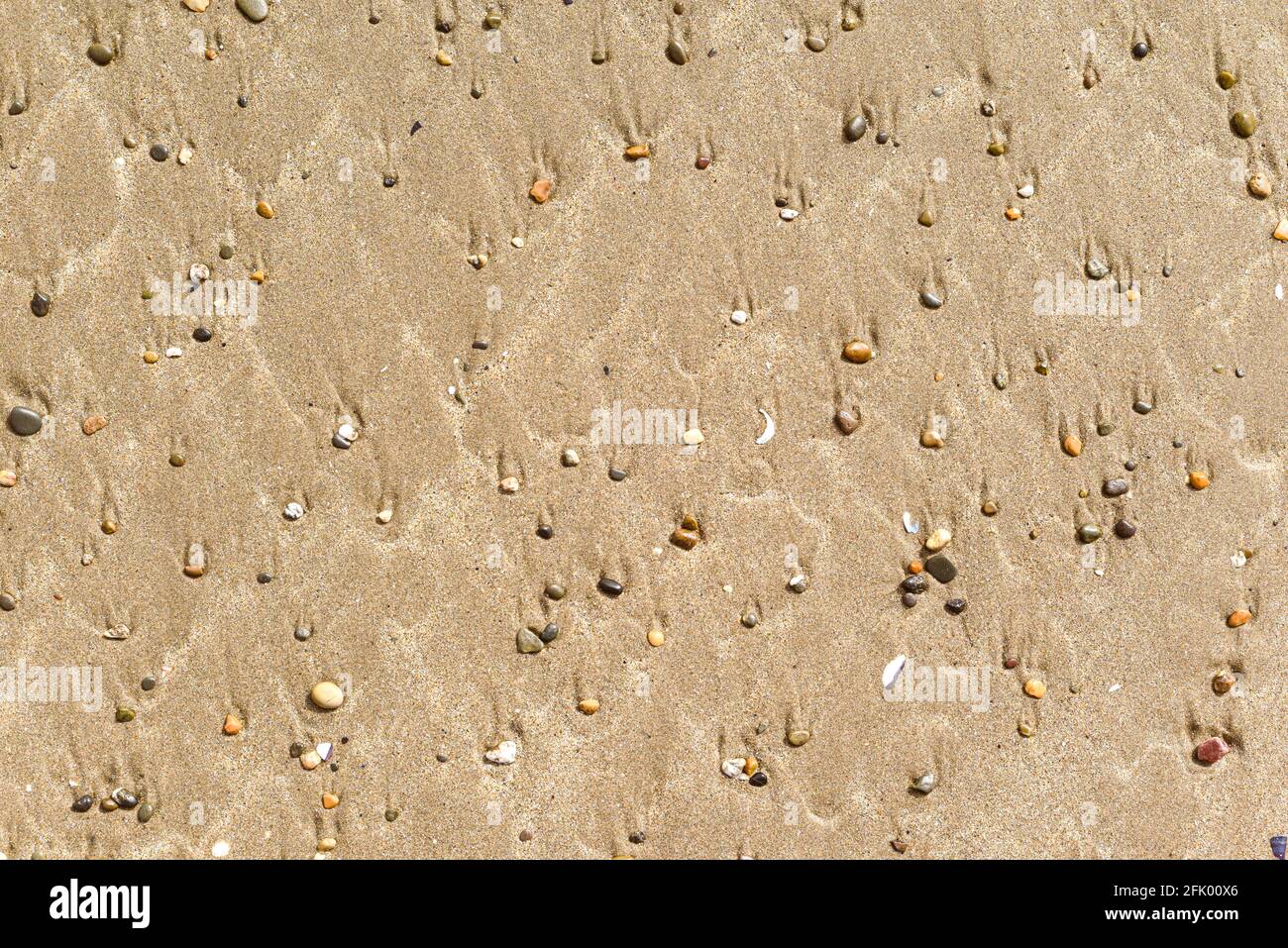 Beach vacation background of sea shells at low tide in summer sun light ...