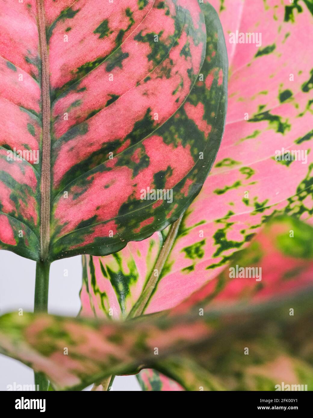 Ruby rubber tree hi-res stock photography and images - Alamy