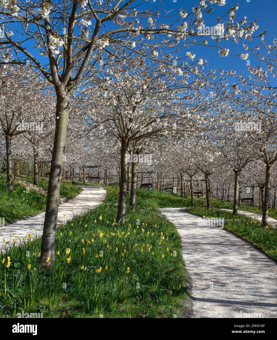 Taihaku cherry orchard hi-res stock photography and images - Alamy