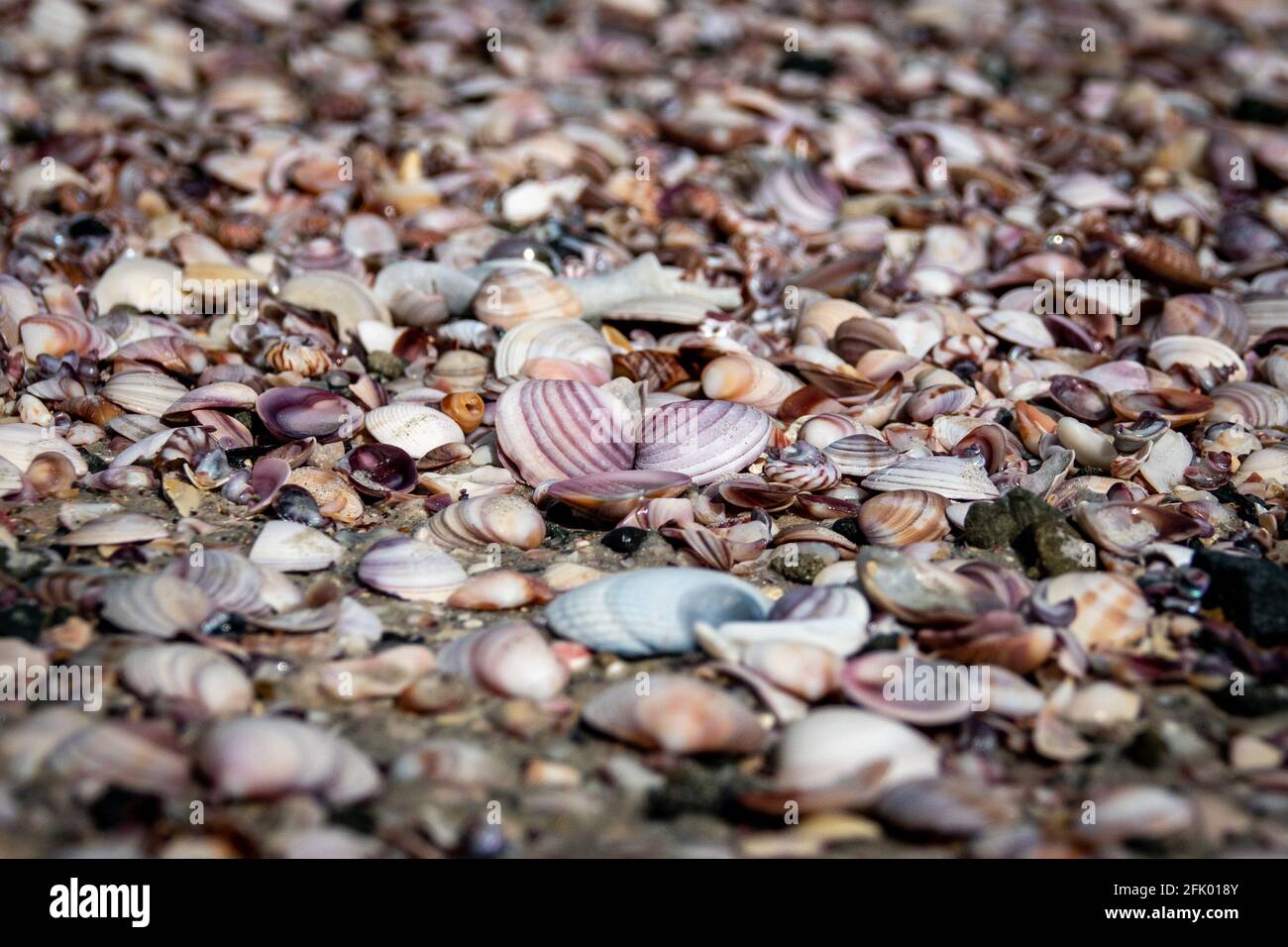 Sea Shells on Rangiputa Beach, Karikari Peninsula, New Zealand Stock ...