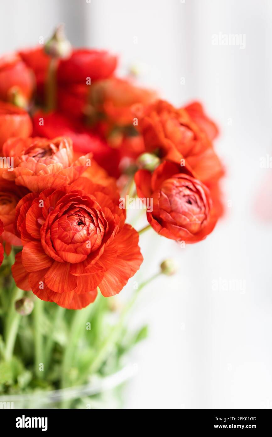 Front view of red persian buttercups in a glass vase on white ...