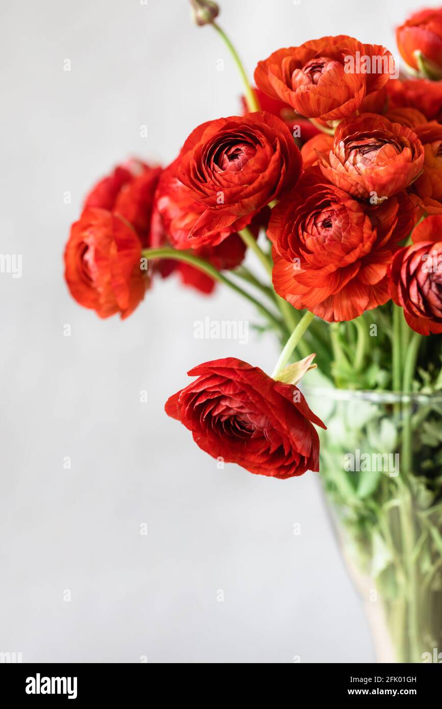 Front view of red persian buttercups in a glass vase on white ...