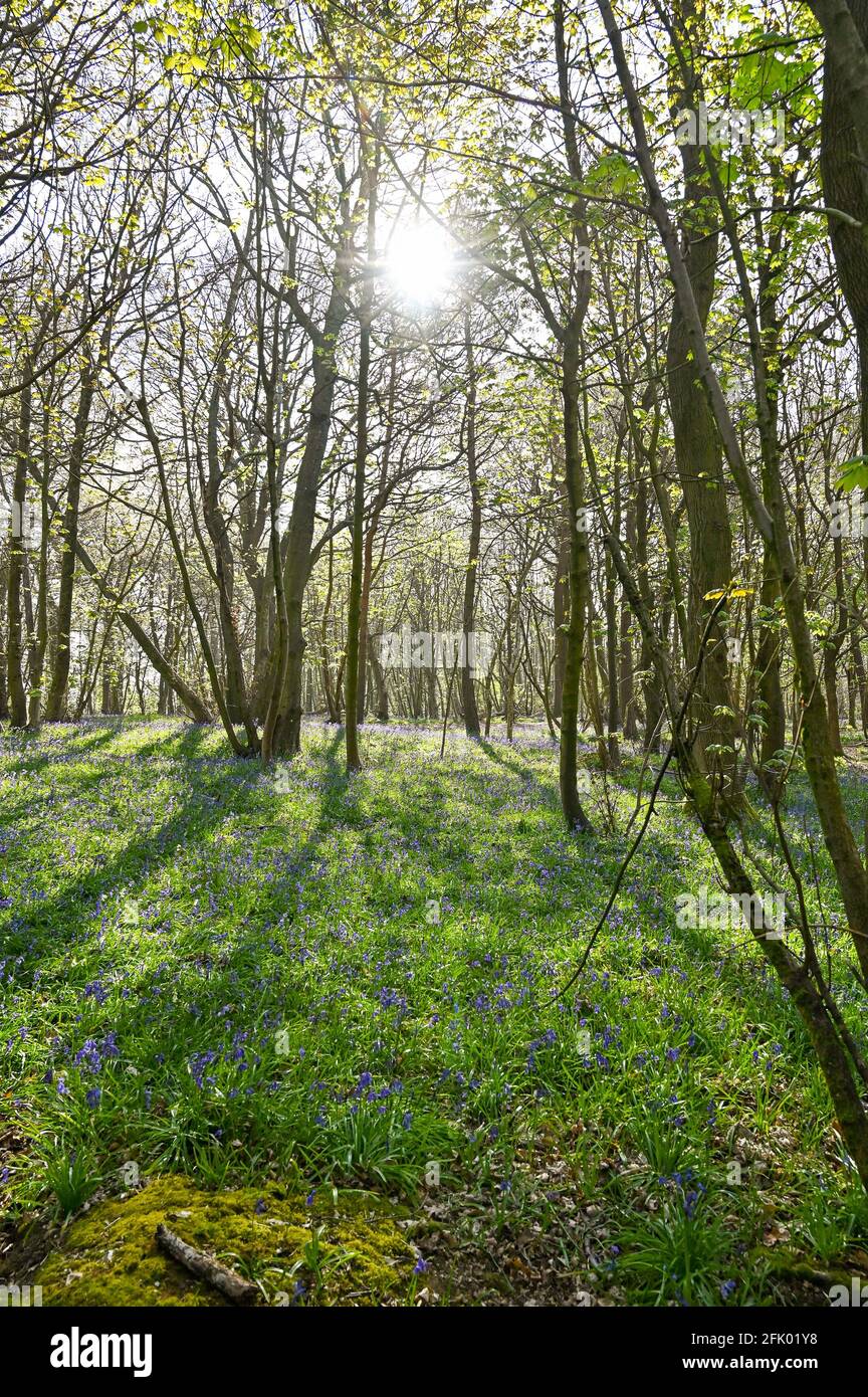 Brighton UK 27th April 2021 - A carpet of bluebells in the early ...