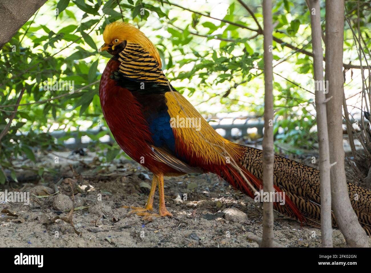A close up of a male golden pheasant (Chrysolophus pictus), or the ...