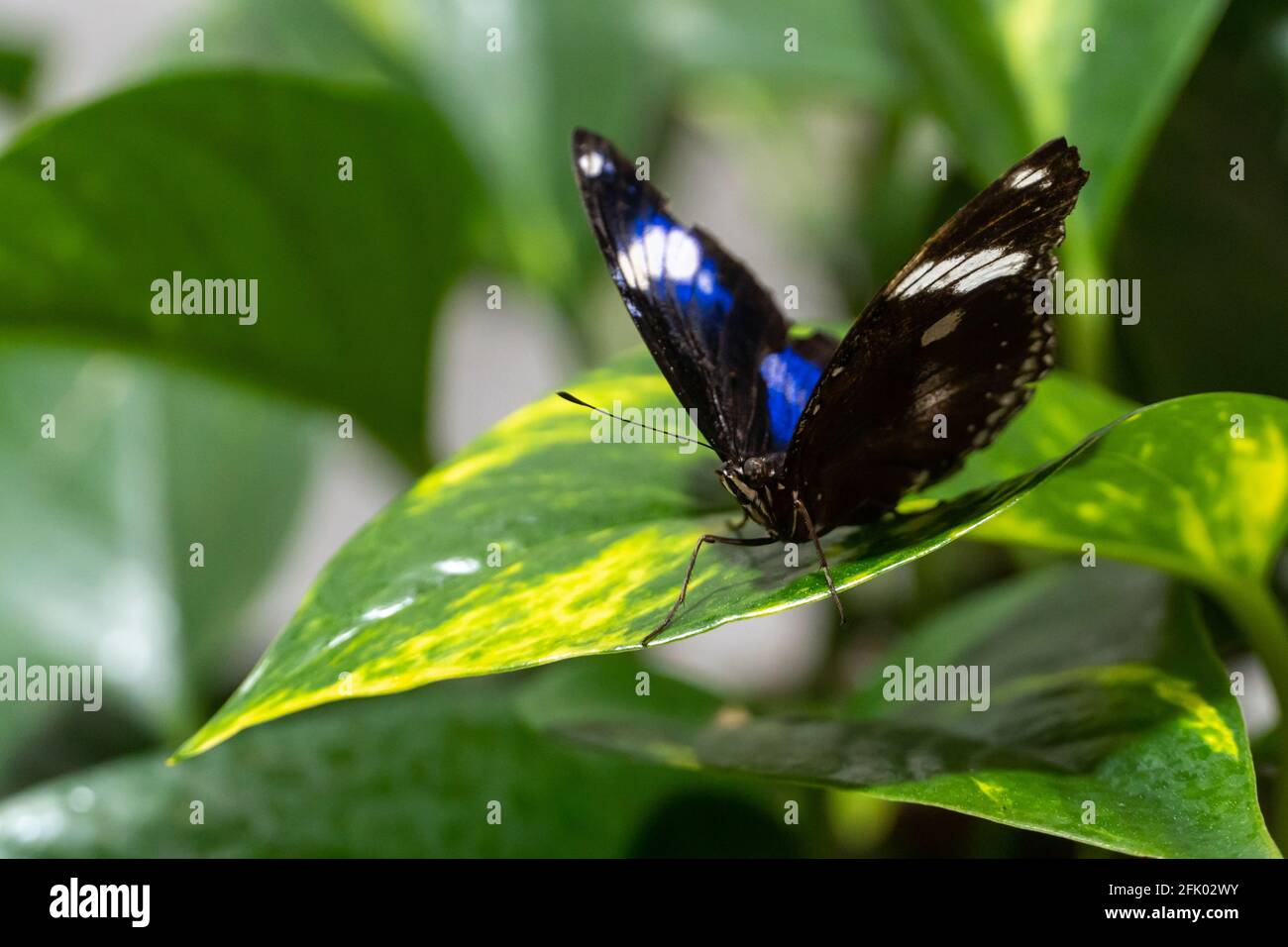 Blue Moon Butterfly male (hypolimnas bolina) or common or great eggfly ...