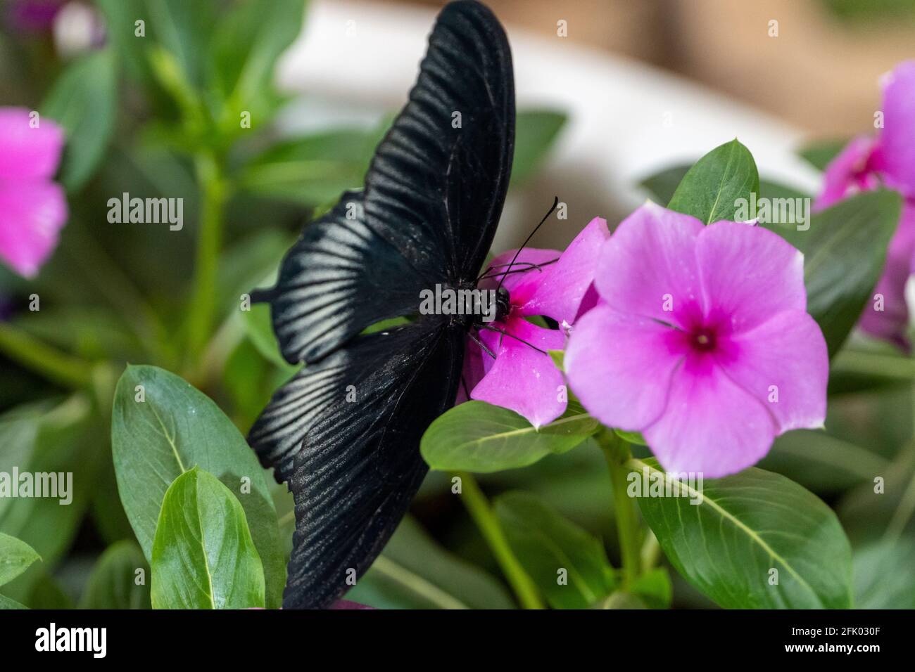 Great Mormon Butterfly (Paplio memnon) a male black swallowtail ...