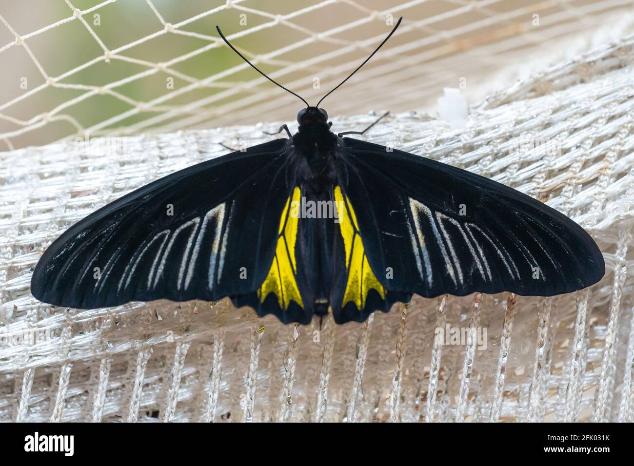 Common birdwing butterfly (Troides helena) a papilionidae family black ...