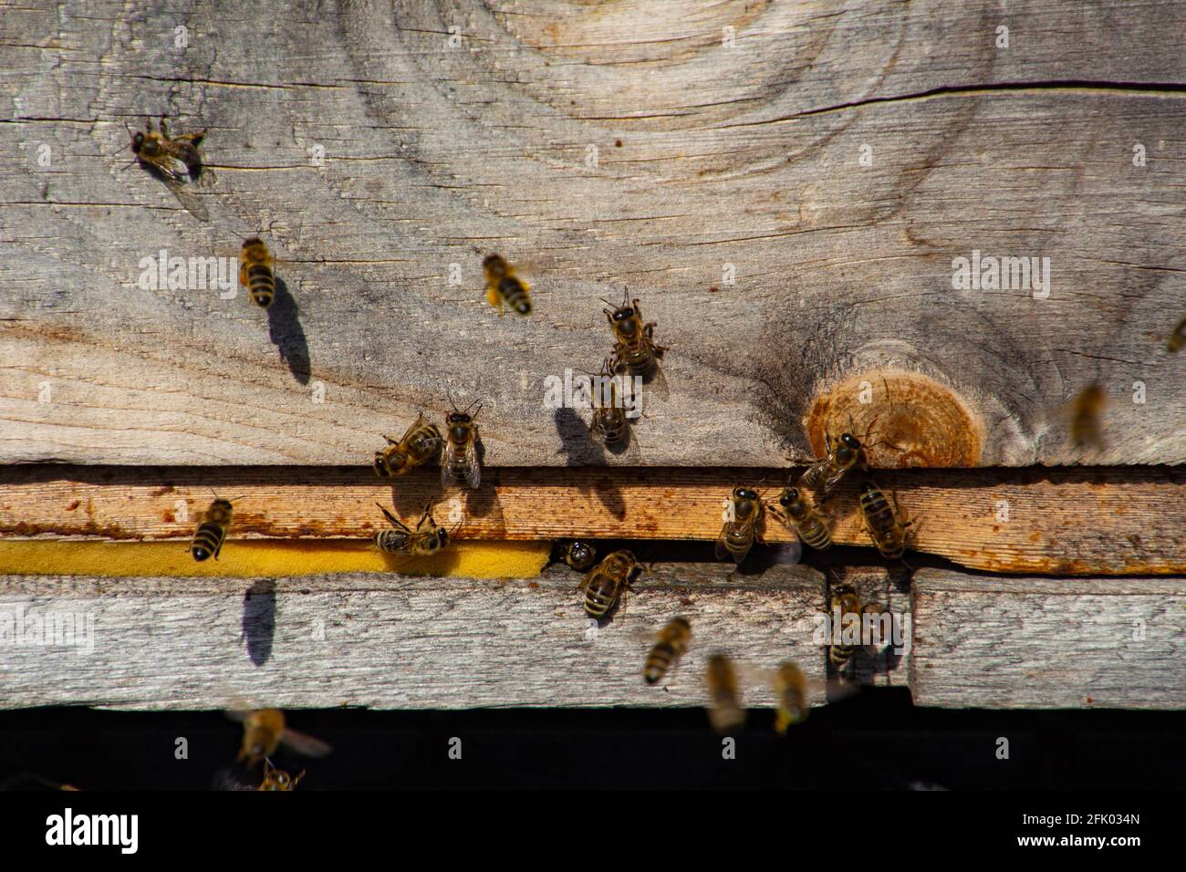 Insect hive hi-res stock photography and images - Alamy