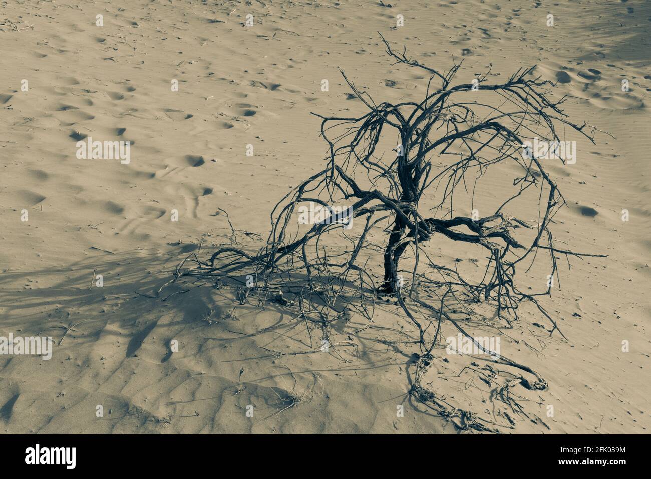 Lifeless tree sits in desert sand in black and white symbolizing death ...