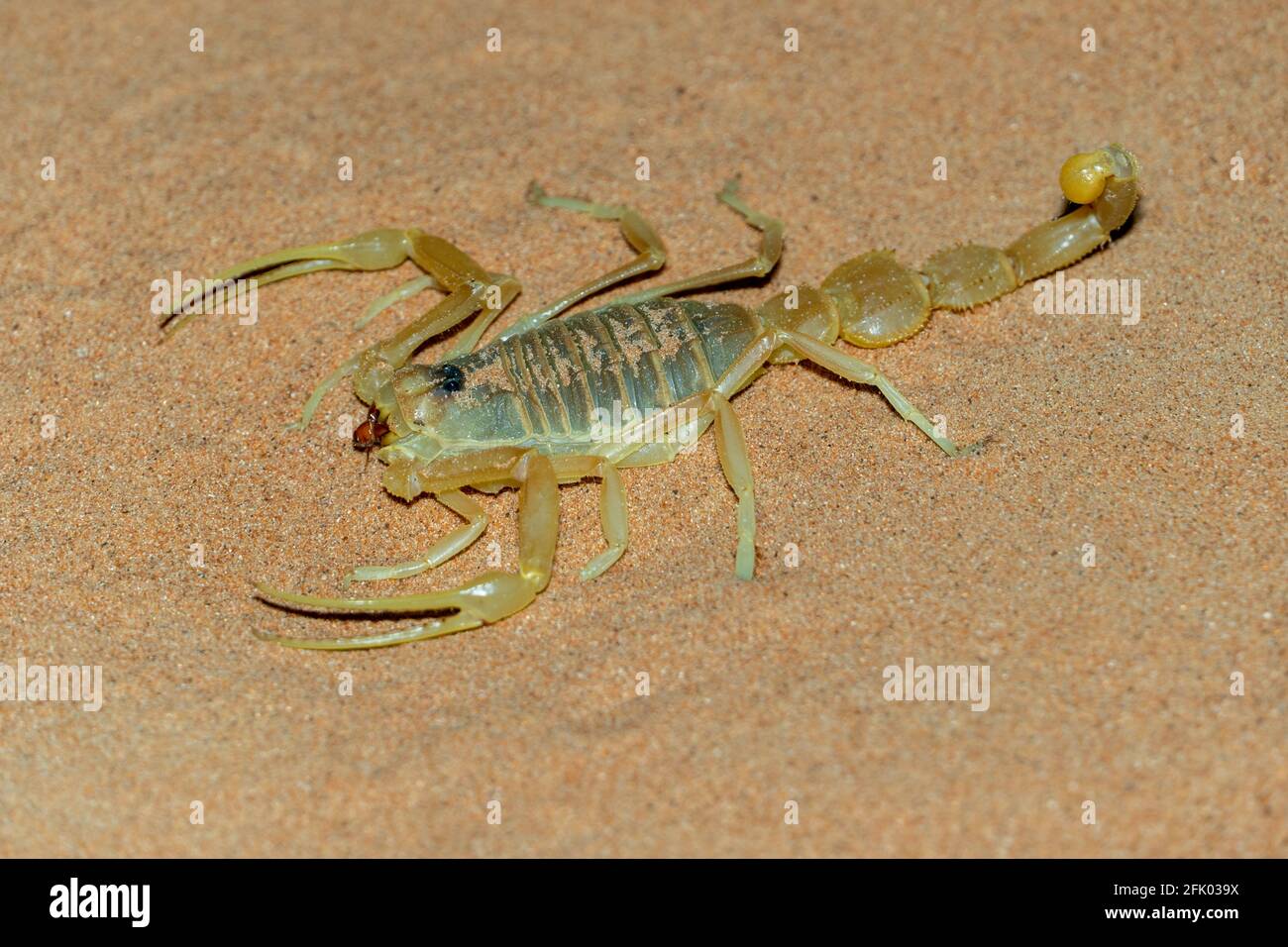 Desert shield uae hi-res stock photography and images - Alamy