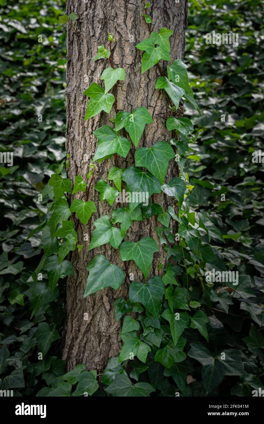Ivy up trunk hi-res stock photography and images - Alamy