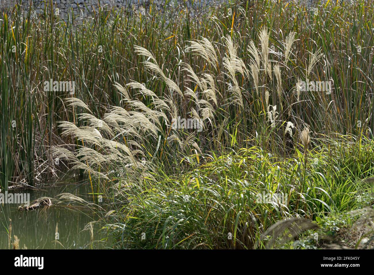 Rushes hi-res stock photography and images - Alamy