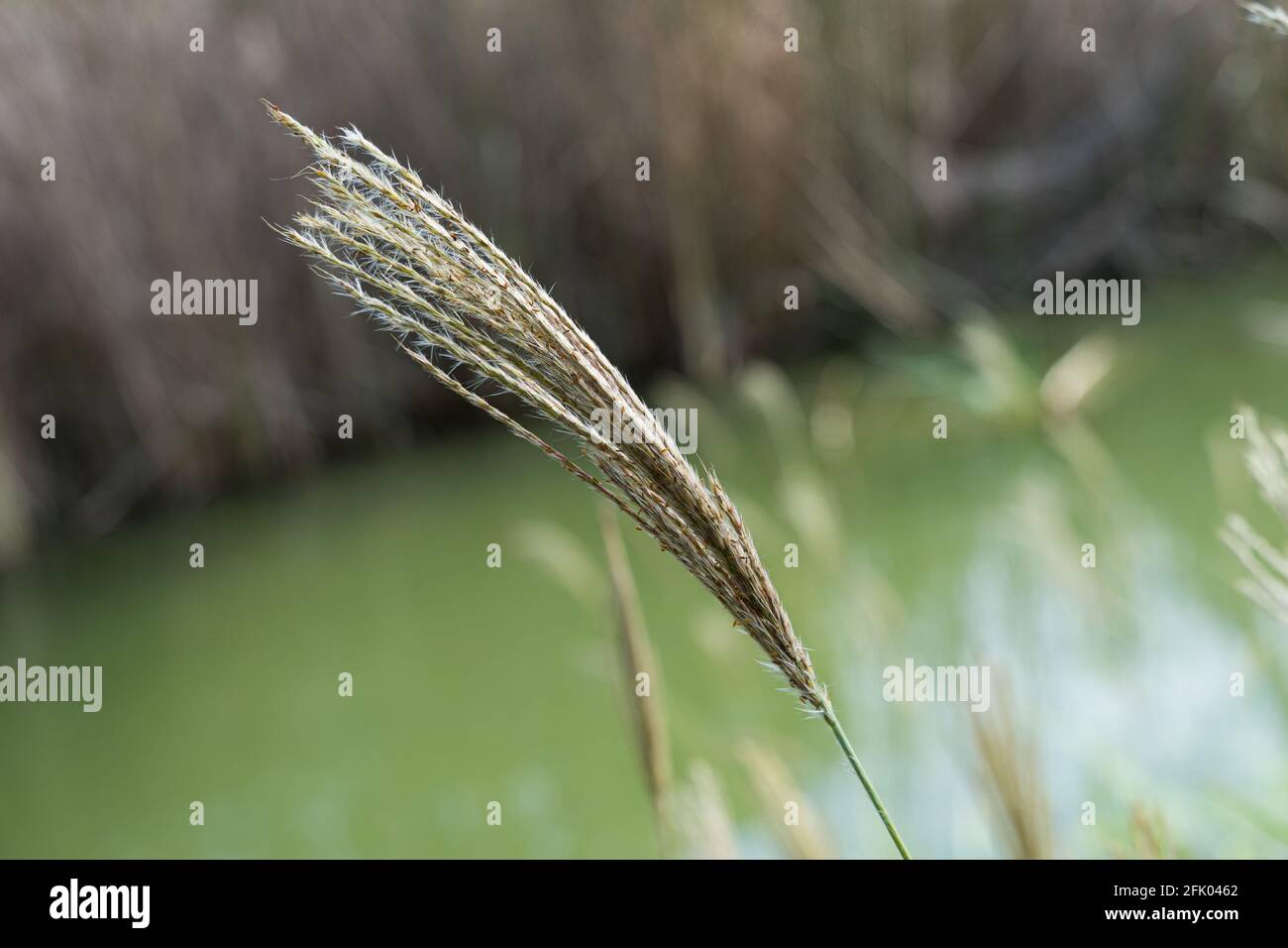 Rushes, juncus, at the lake Stock Photo - Alamy