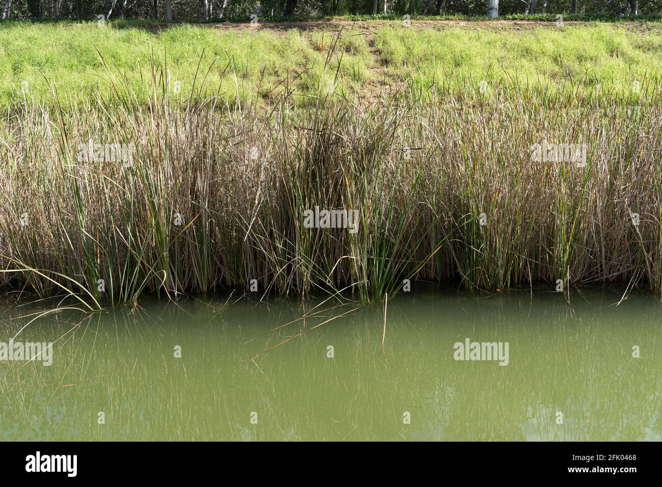 Wood rushes hi-res stock photography and images - Alamy