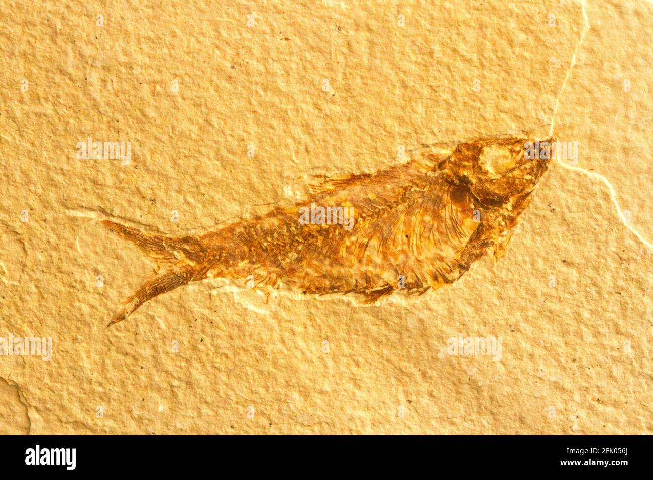 Fossil fish scales hi-res stock photography and images - Alamy