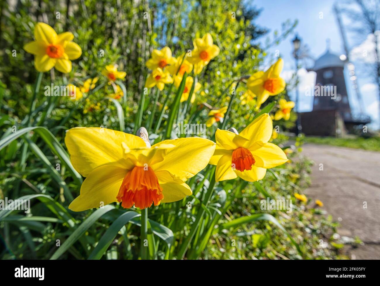 Spring Daffodils at Green's Windmill and Science Centre, Sneinton ...