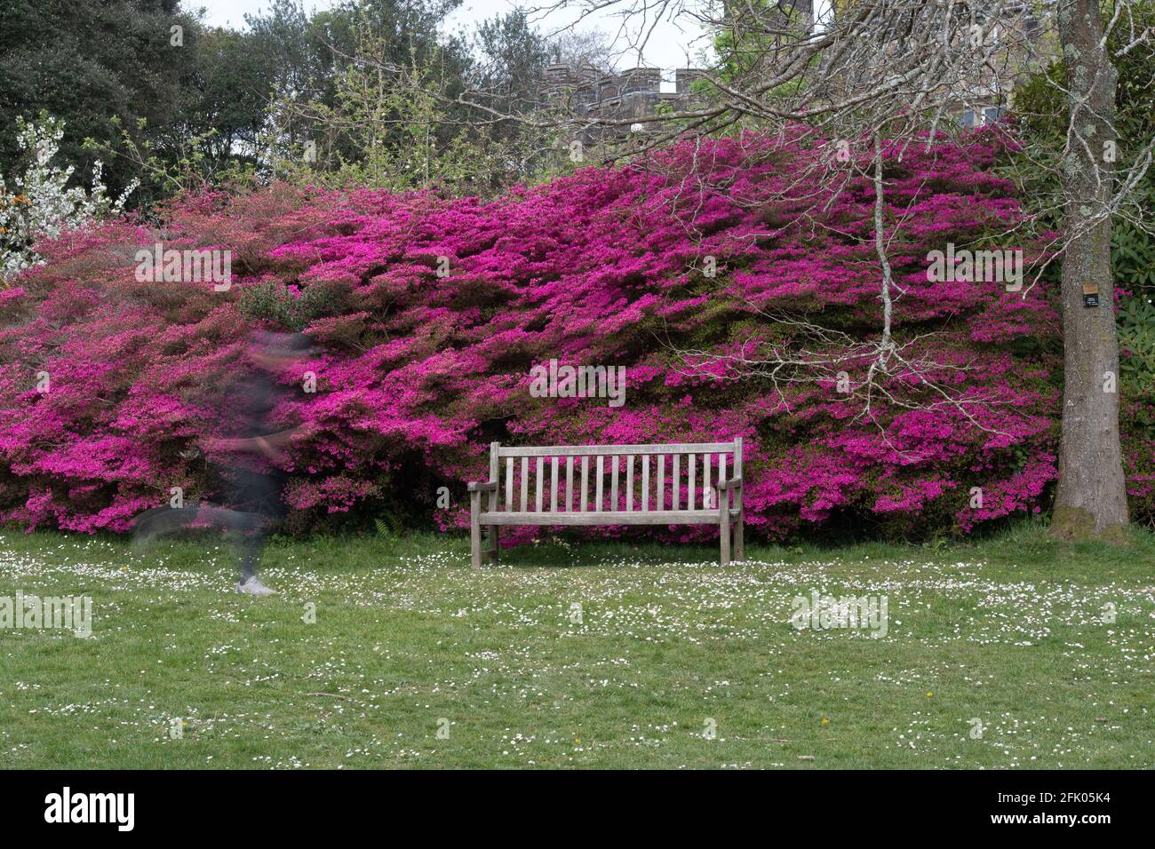 Clyne castle hi-res stock photography and images - Alamy