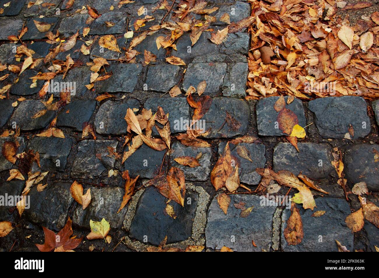 Autumn leaves on cobble stone pavement. Urban seasonal geometric ...