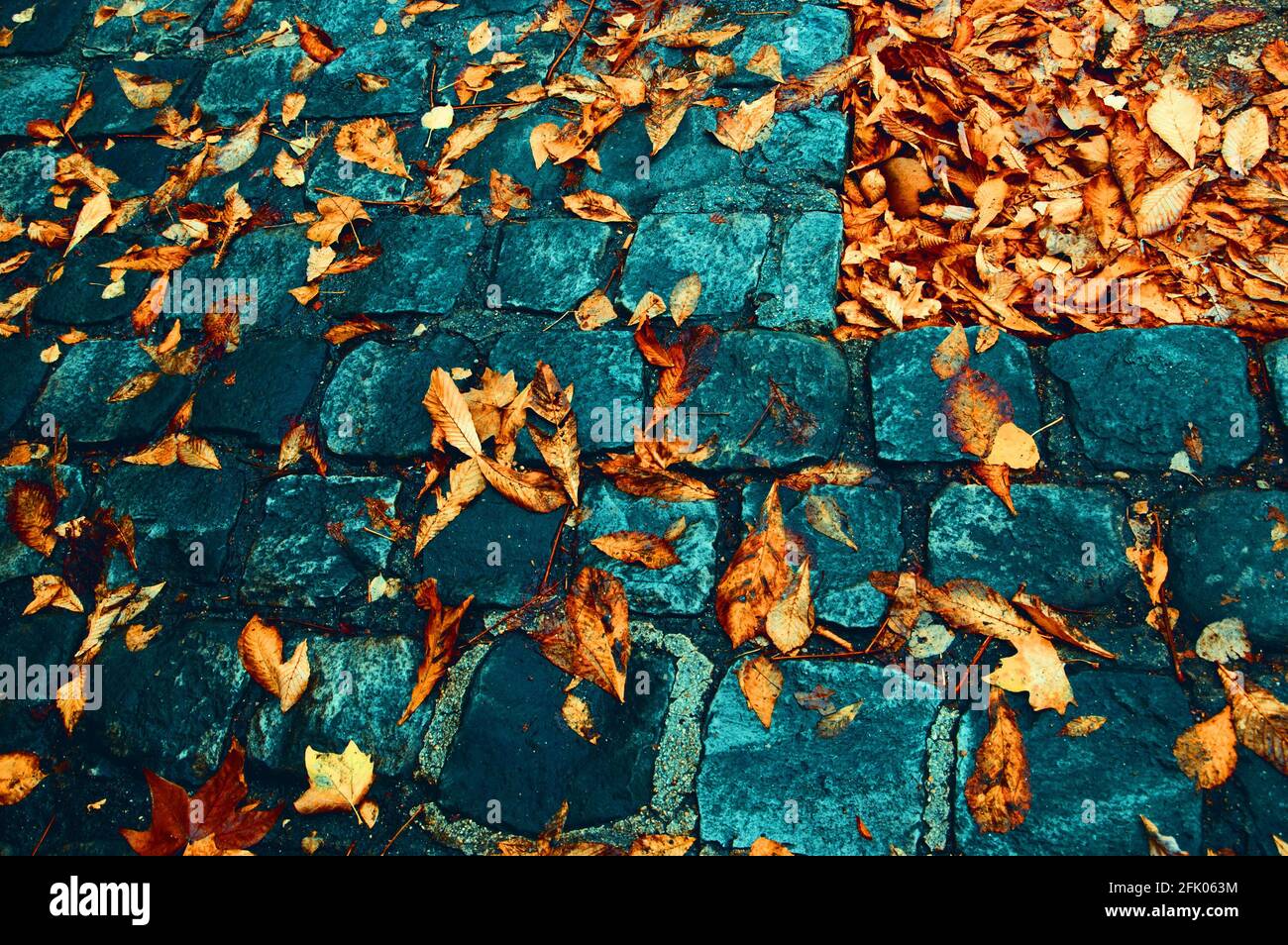 Autumn leaves on cobble stone pavement. Urban seasonal geometric ...
