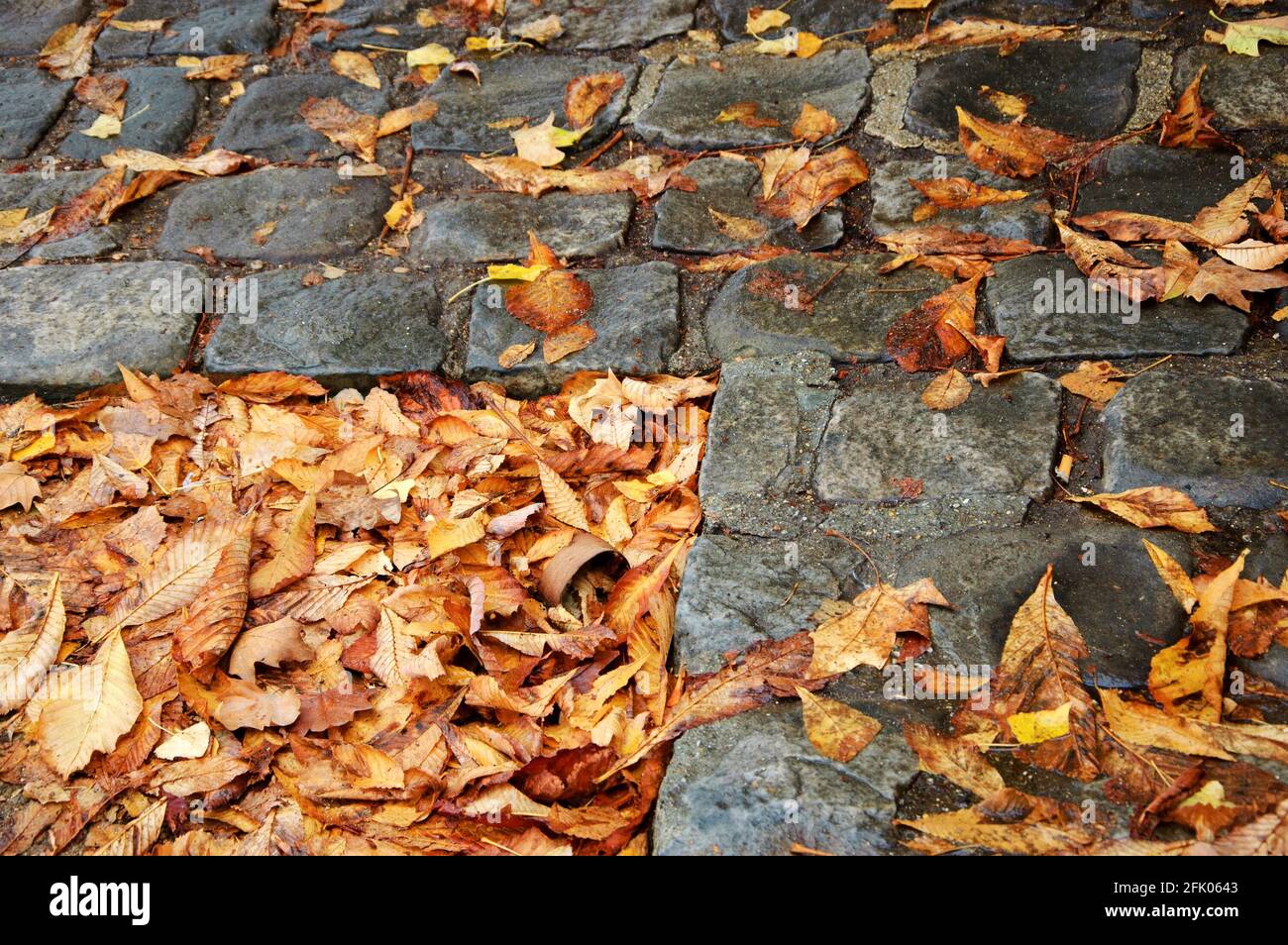 Autumn leaves on cobble stone pavement. Urban seasonal geometric ...