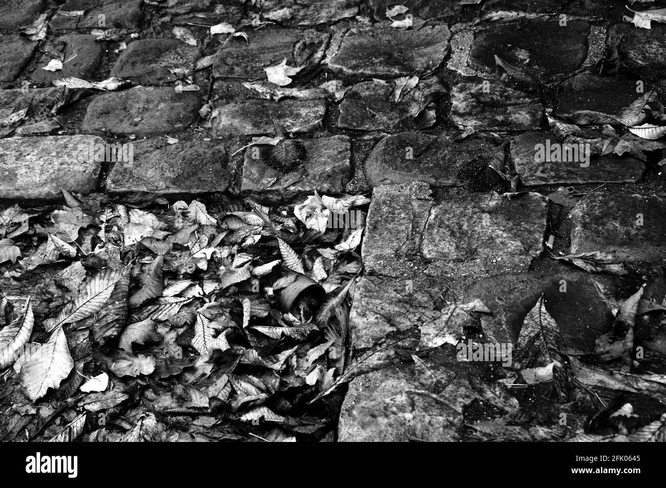 Autumn leaves on cobble stone pavement. Urban seasonal geometric ...