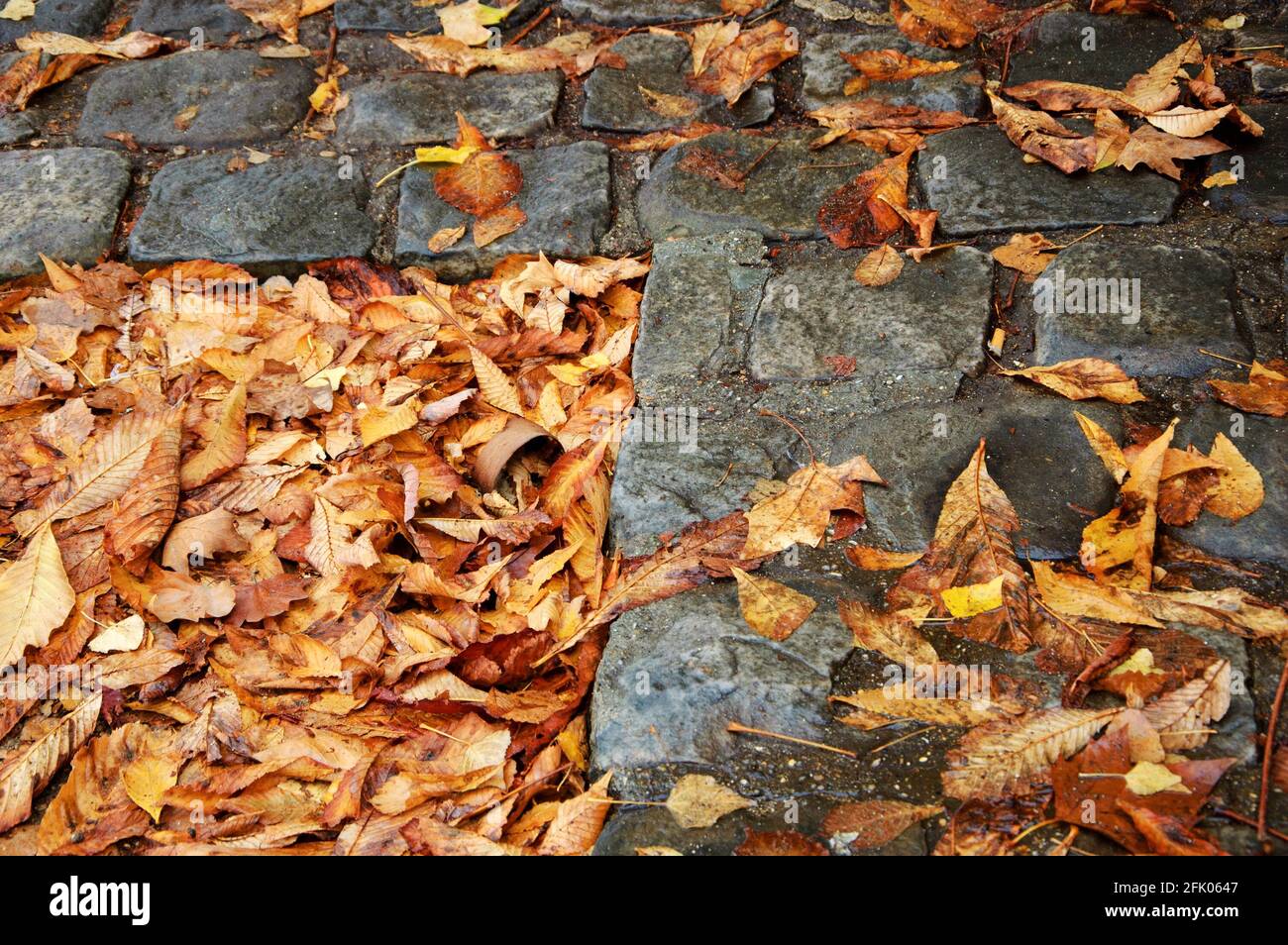 Autumn leaves on cobble stone pavement. Urban seasonal geometric ...