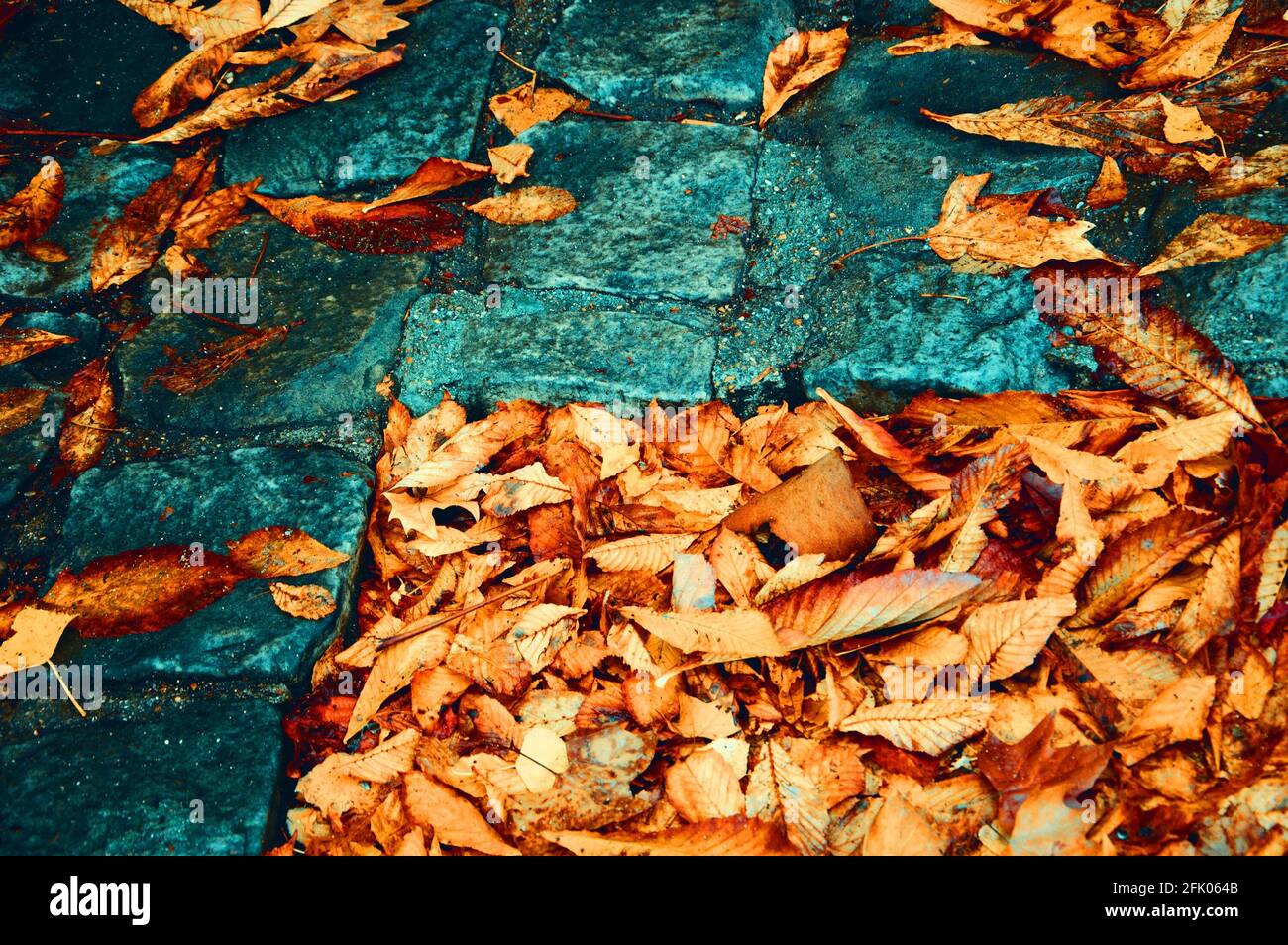 Autumn leaves on cobble stone pavement. Urban seasonal geometric ...
