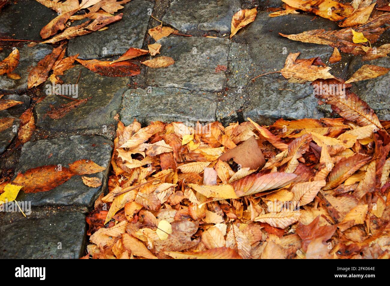 Autumn leaves on cobble stone pavement. Urban seasonal geometric ...
