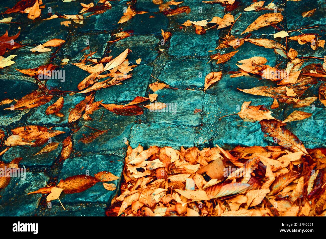 Autumn leaves on cobble stone pavement. Urban seasonal geometric ...