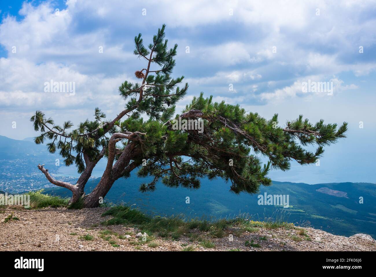 Crimean pine hi-res stock photography and images - Alamy