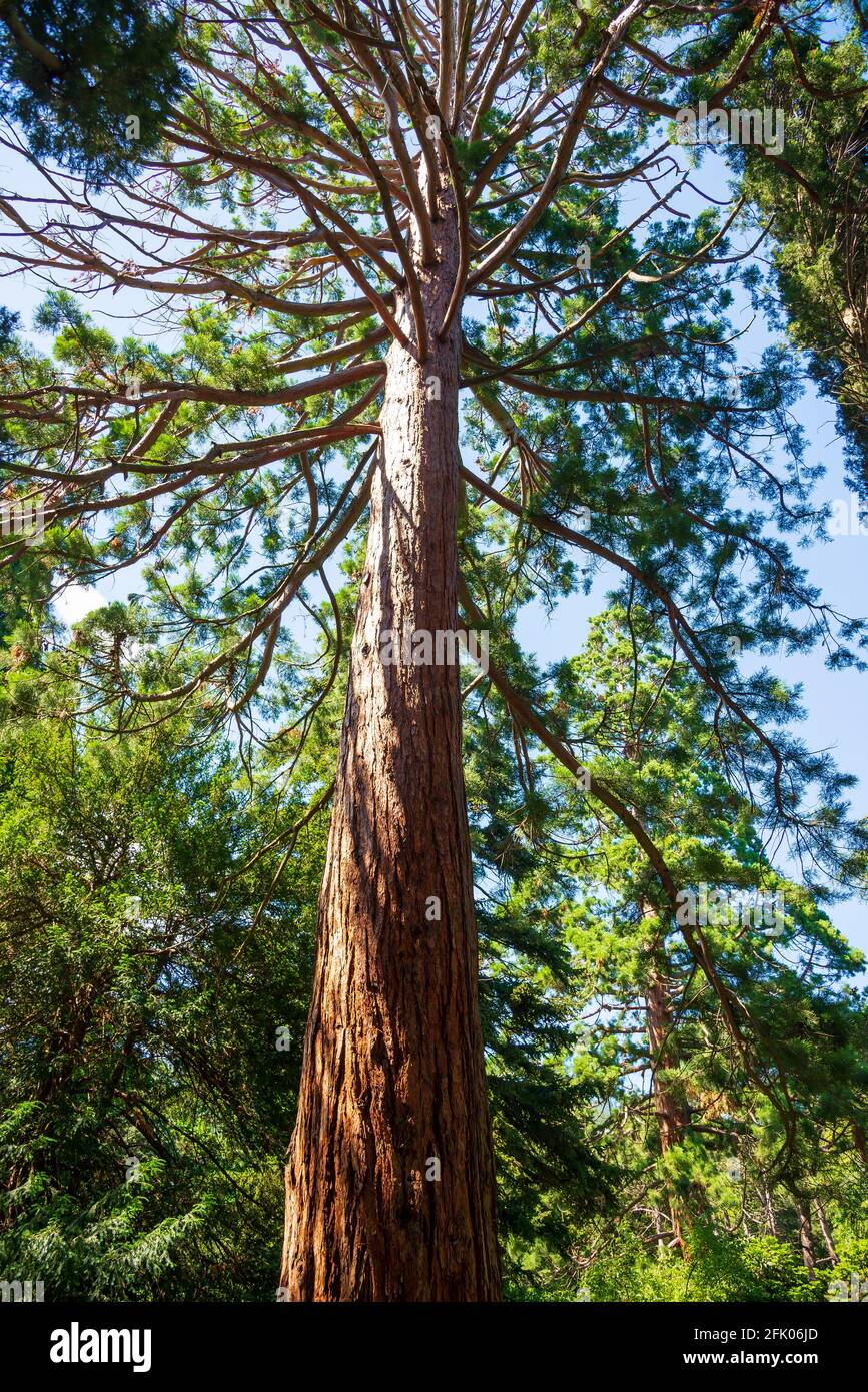 Tree branches Sequoia sempervirens close up Stock Photo - Alamy