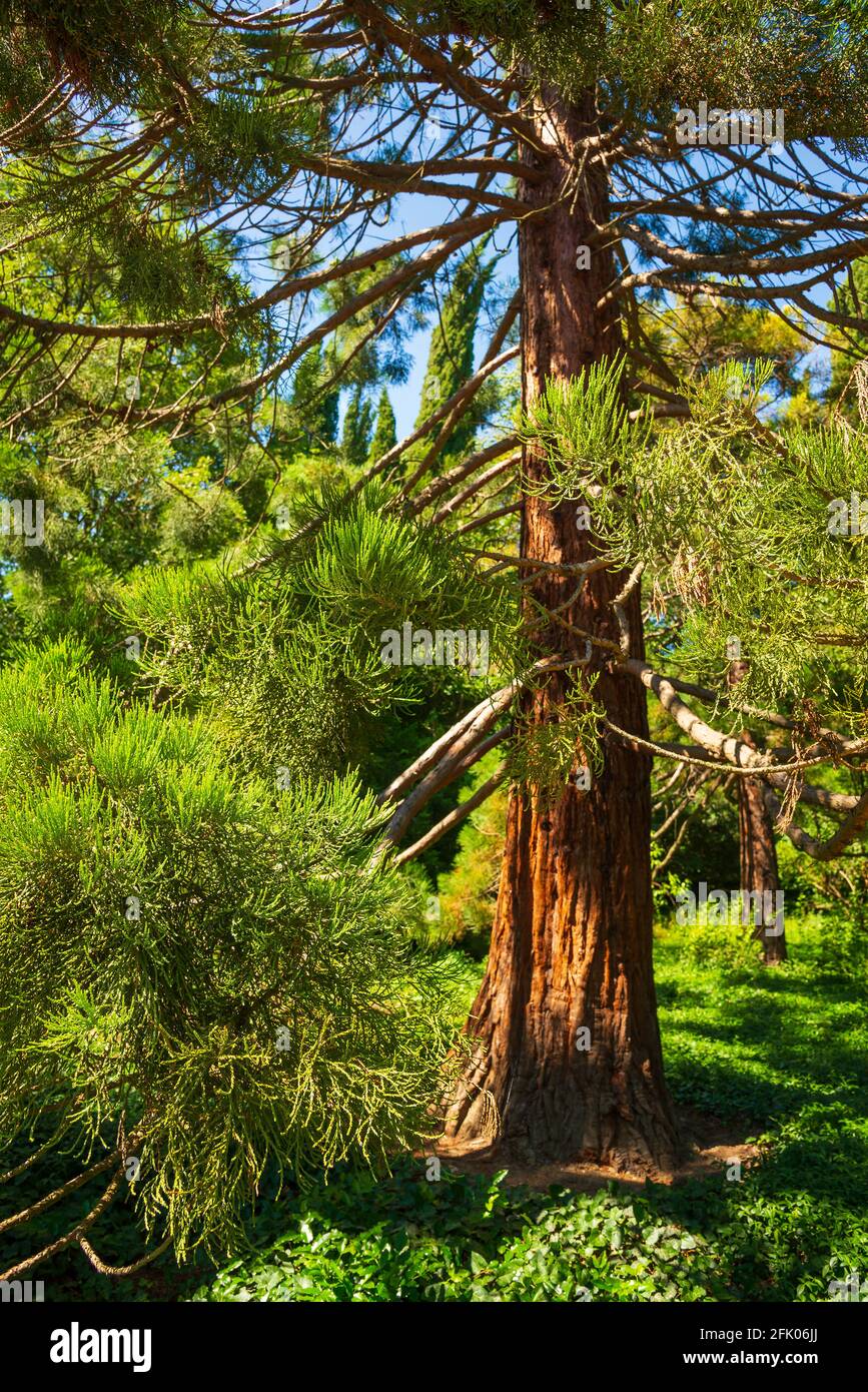 Tree branches Sequoia sempervirens close up Stock Photo - Alamy