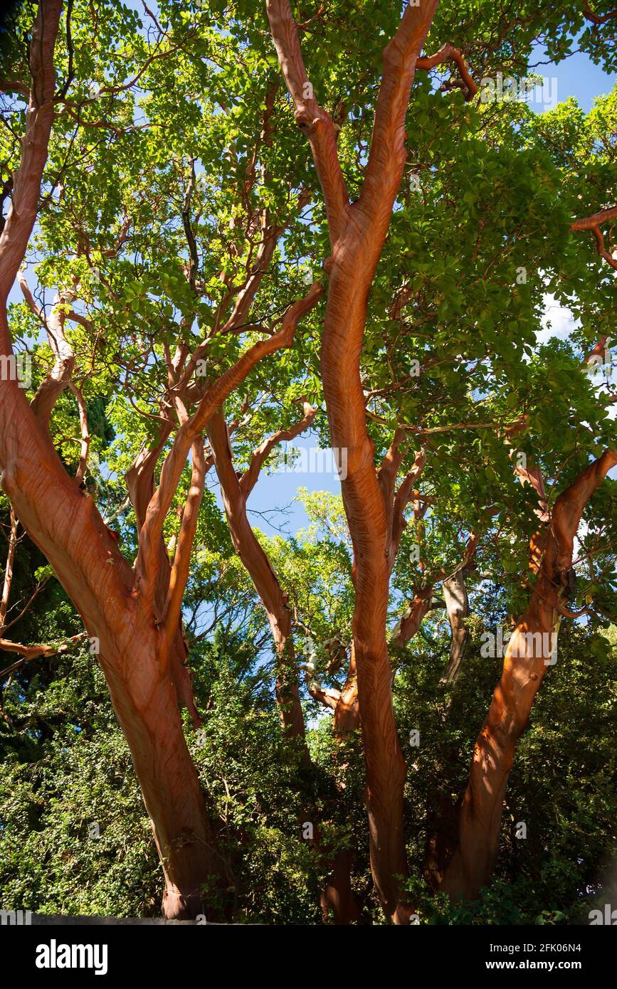 Strawberry tree - evergreen tree with rich orange-red bark Stock Photo ...