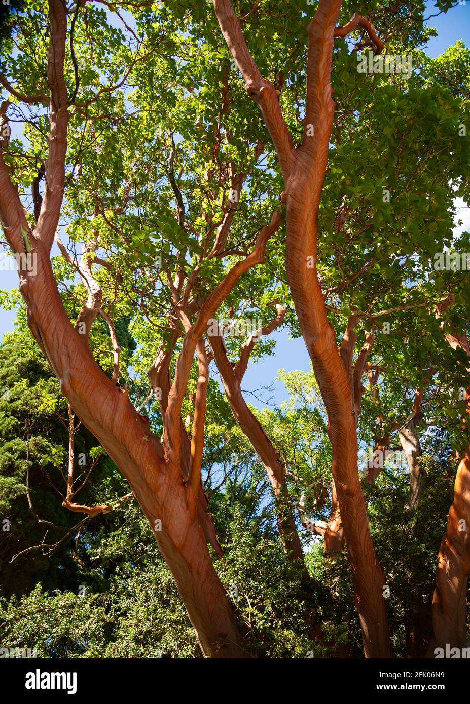 Strawberry tree - evergreen tree with rich orange-red bark Stock Photo ...