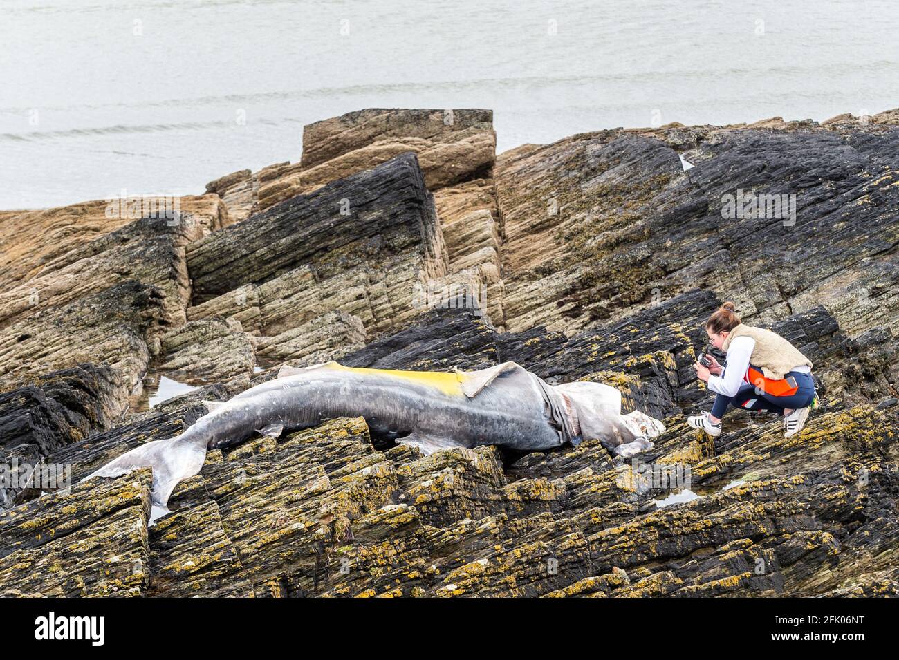 Dead basking shark hi-res stock photography and images - Alamy